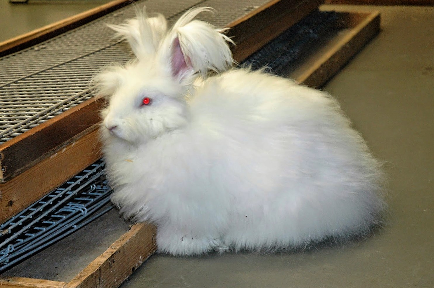 Fieggentrio: Bizarre, gekke, vreemde en bijzondere dieren.