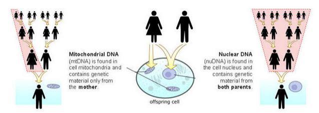 MULHER, MATER, MATRIZ : A ORIGEM DE UMA SOCIEDADE MATRIARCAL