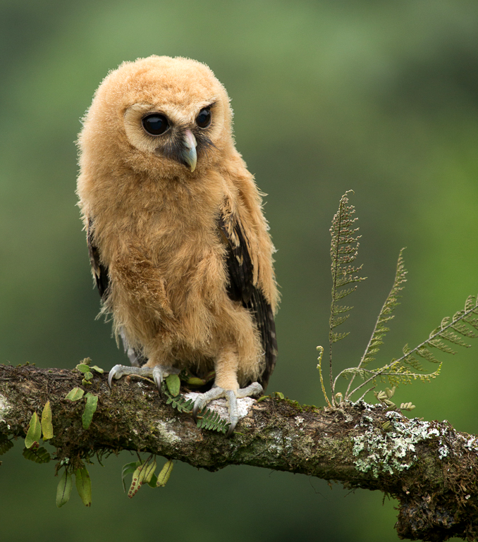 Bellas Aves de El Salvador: Ciccaba (Strix) virgata (búho café, moteado ...