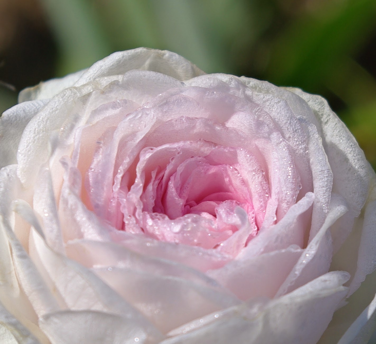 sweetbay: Blooming Friday