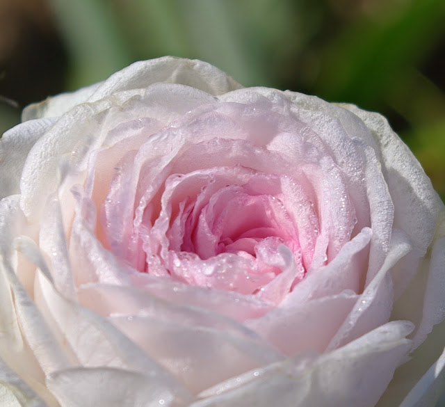 sweetbay: Blooming Friday