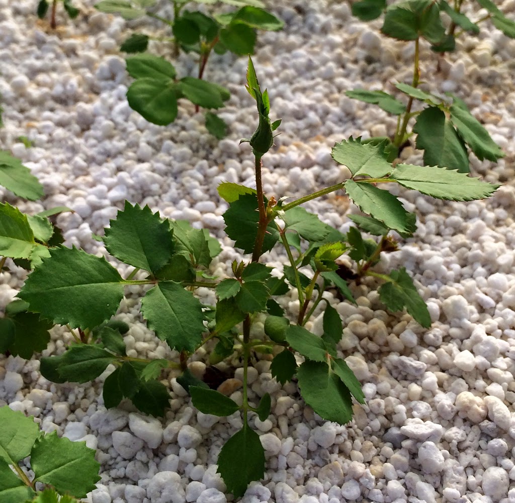 Rose Hybridizing: March 2015