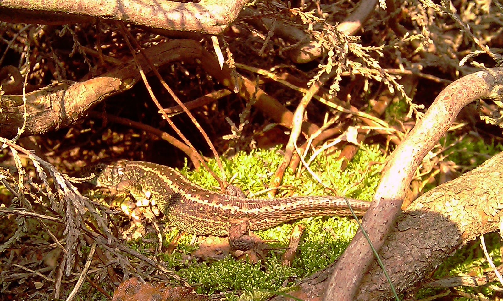 Beauty in small things: Sand Lizards In Surrey, March 2011