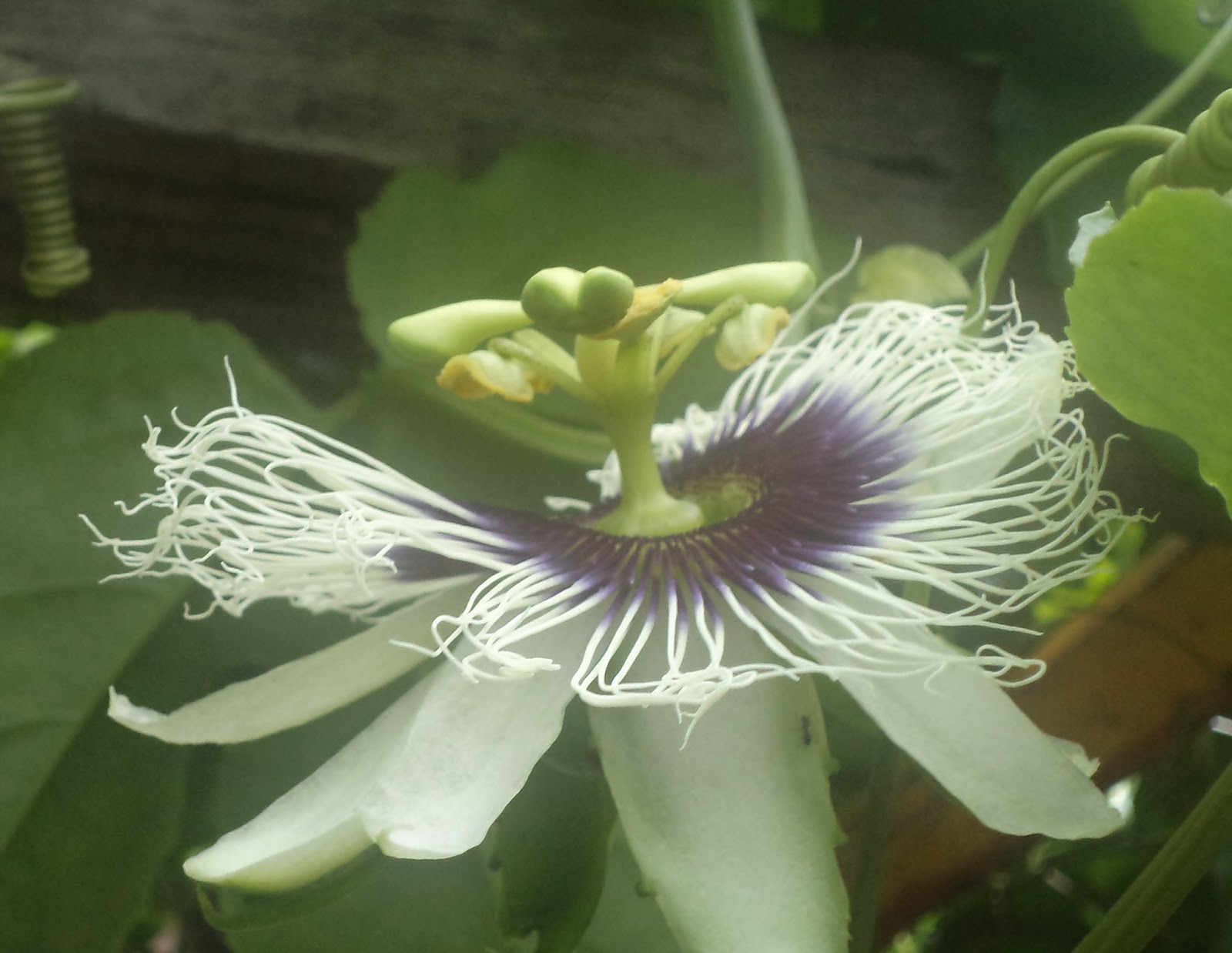 anaklaut: TANAMAN MARKISA DI HALAMAN RUMAH