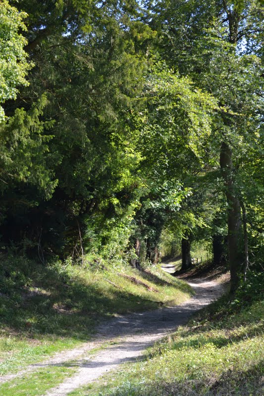 Walks among Flowers: Buckinghamshire: Little Hampden to Cadsden II ...