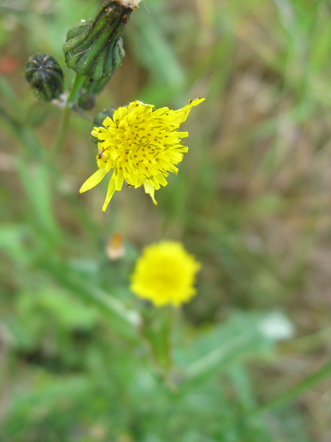 New Horse Owners: Do you know how to identify Ragwort?