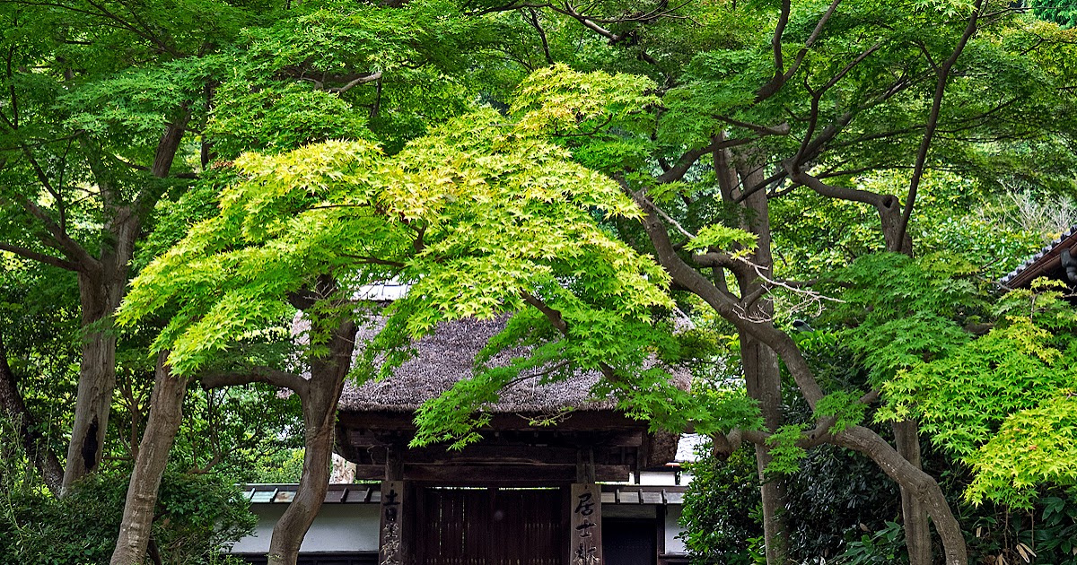 FROM THE GARDEN OF ZEN: Summer maple leaves: Engaku-ji
