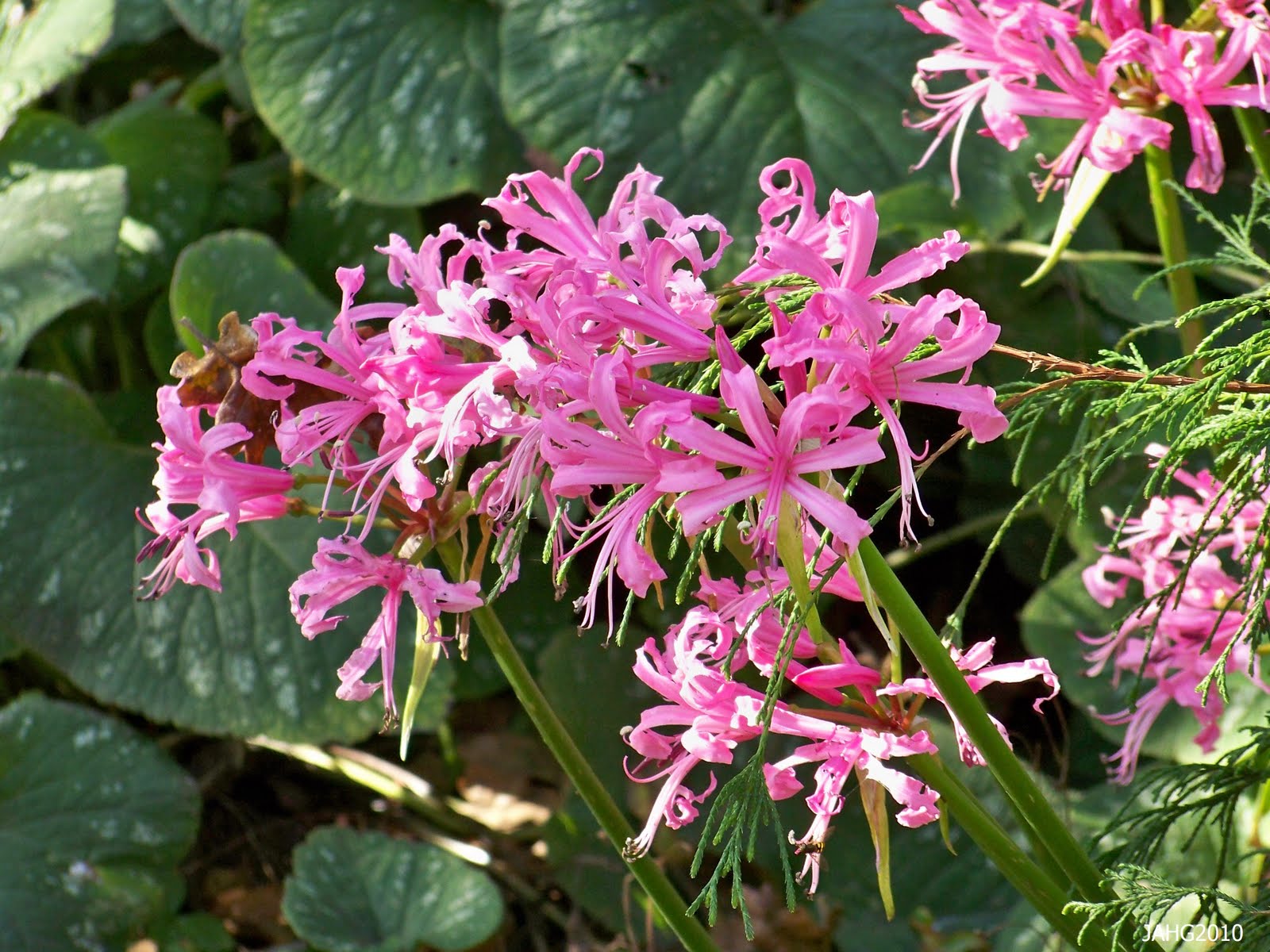 Dowd's Flower Shop: Flower Highlight-Nerine Lily and Gloriosa Lily