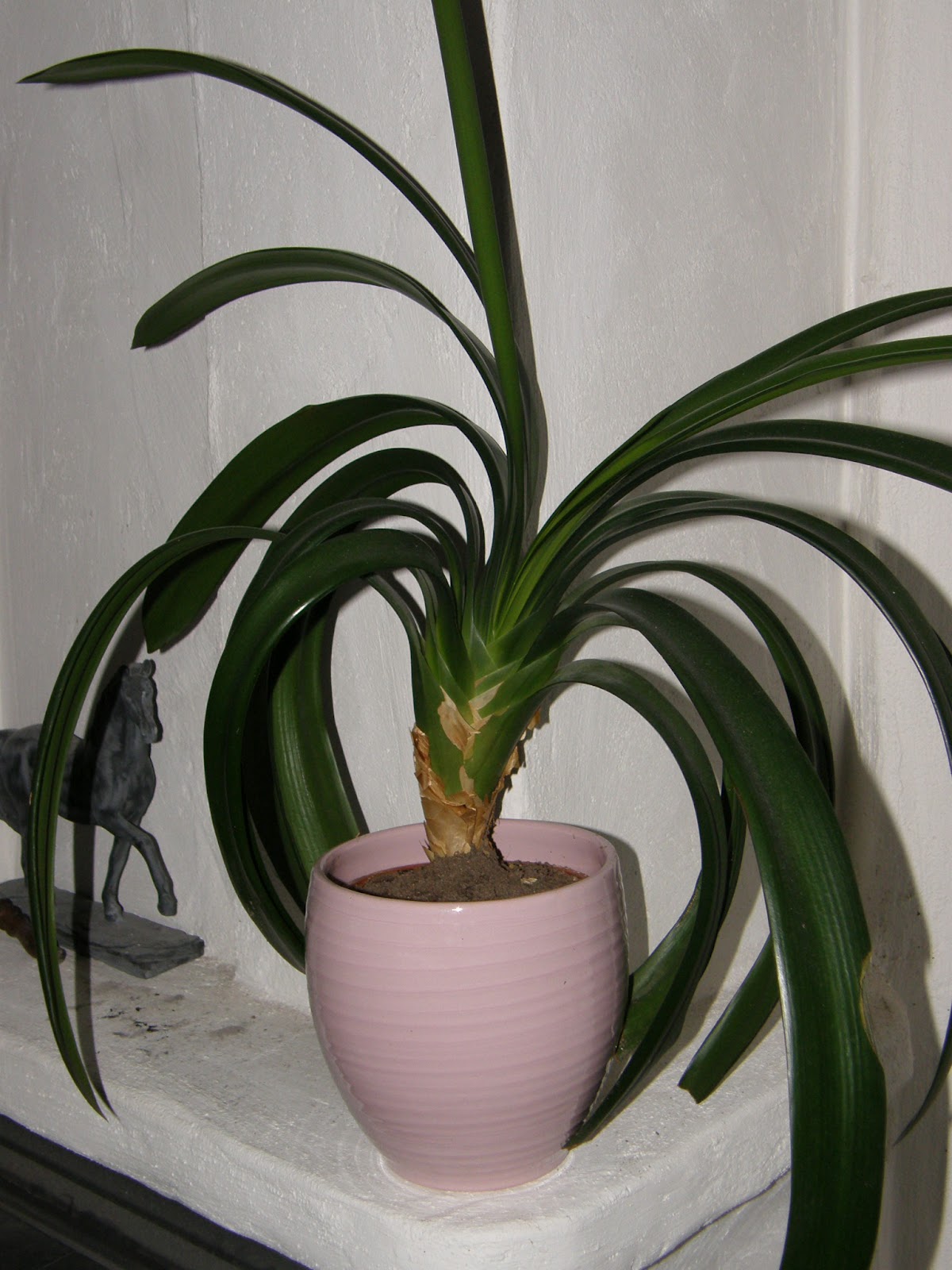 Puutarhakaaos: Kliivia - clivia miniata - Mönjelilja