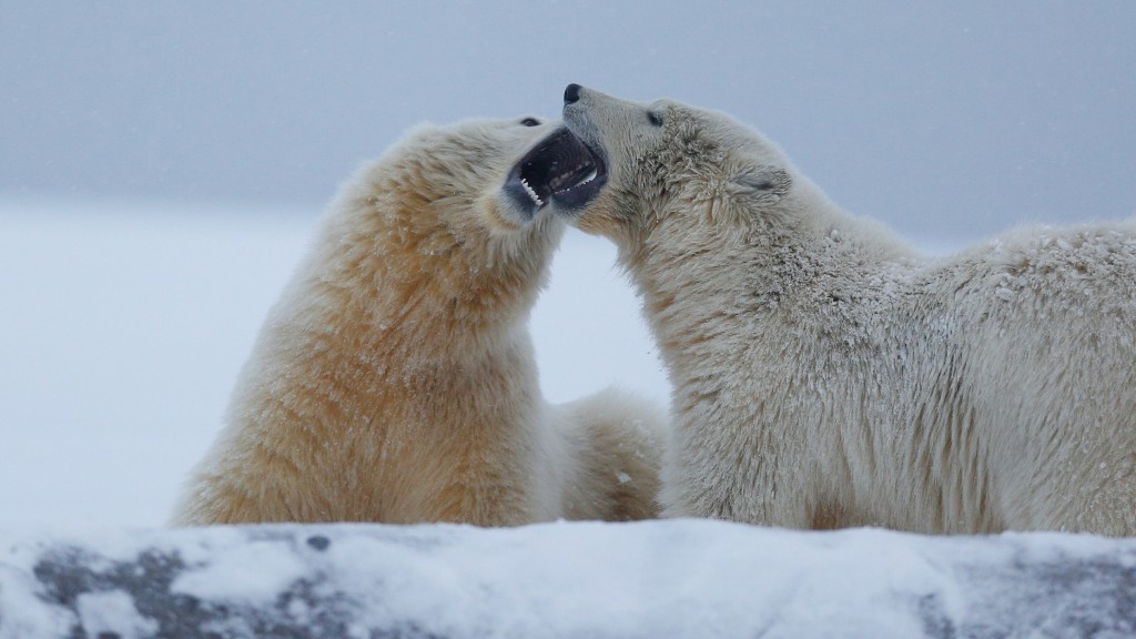 Oso polar wallpapers