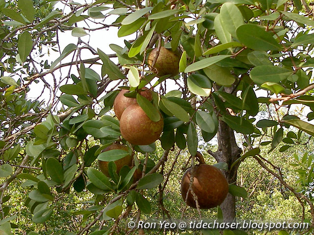 Xylocarpus granatum - Alchetron, The Free Social Encyclopedia