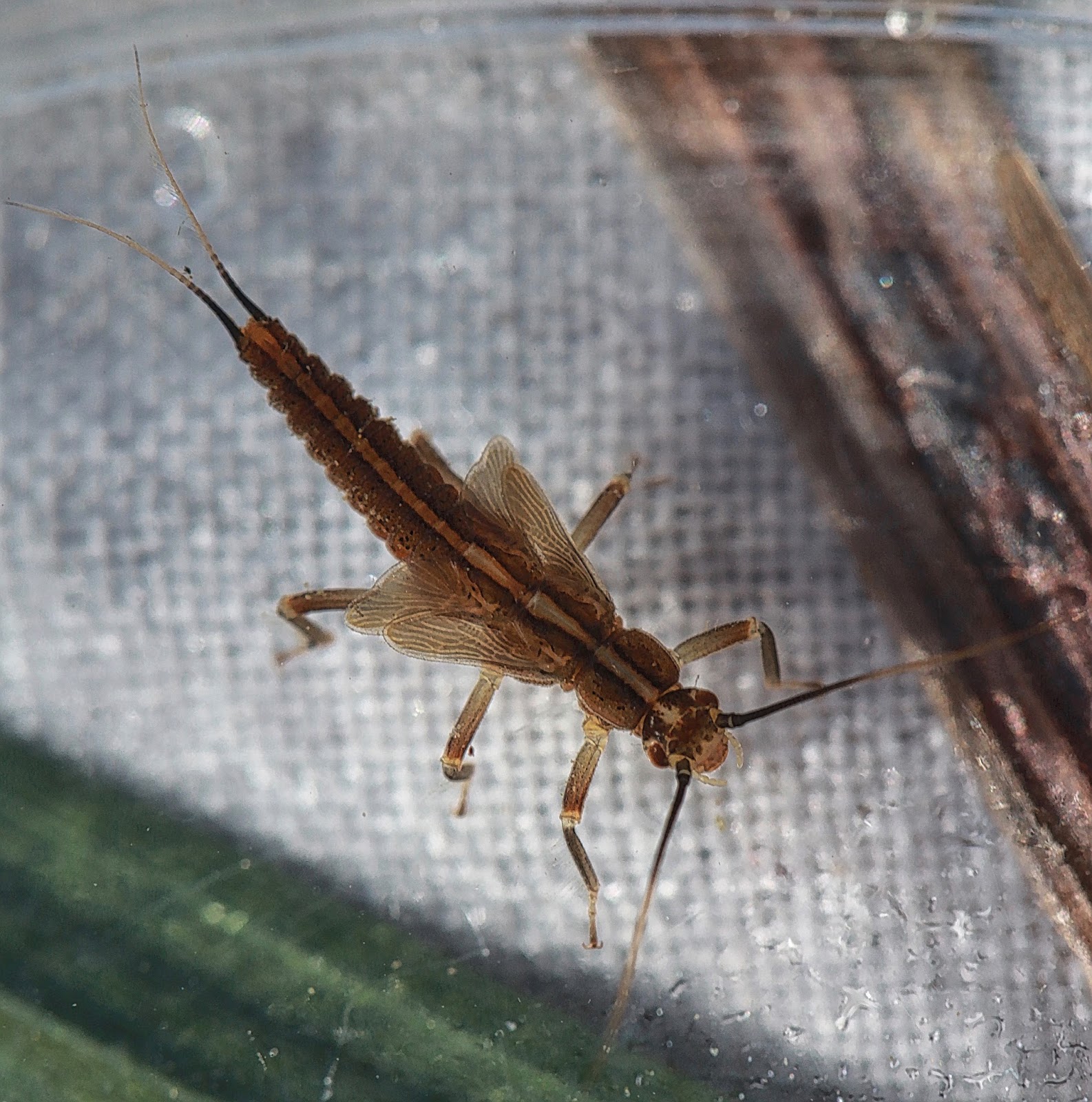 Aquatic Insects of Central Virginia: A review of the large winter stone ...