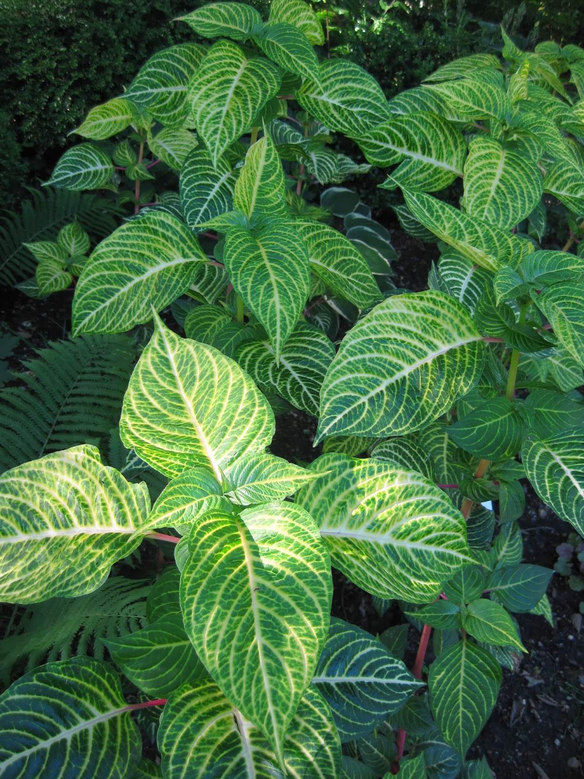 Rotary Botanical Gardens - Hort Blog: Consider A "Seasonal Dash" Of ...