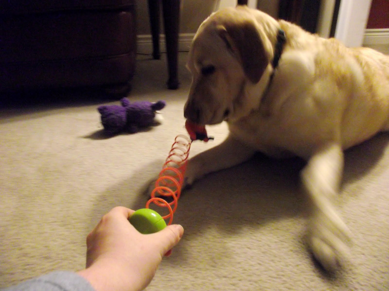 The View From Under My Rock:: A Slinky, A Slinky, It's Fun For..Well ...