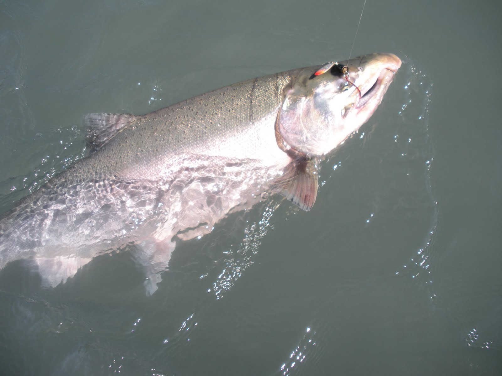 PAT NEAL WILDLIFE: Nothing wrong with hatchery fish