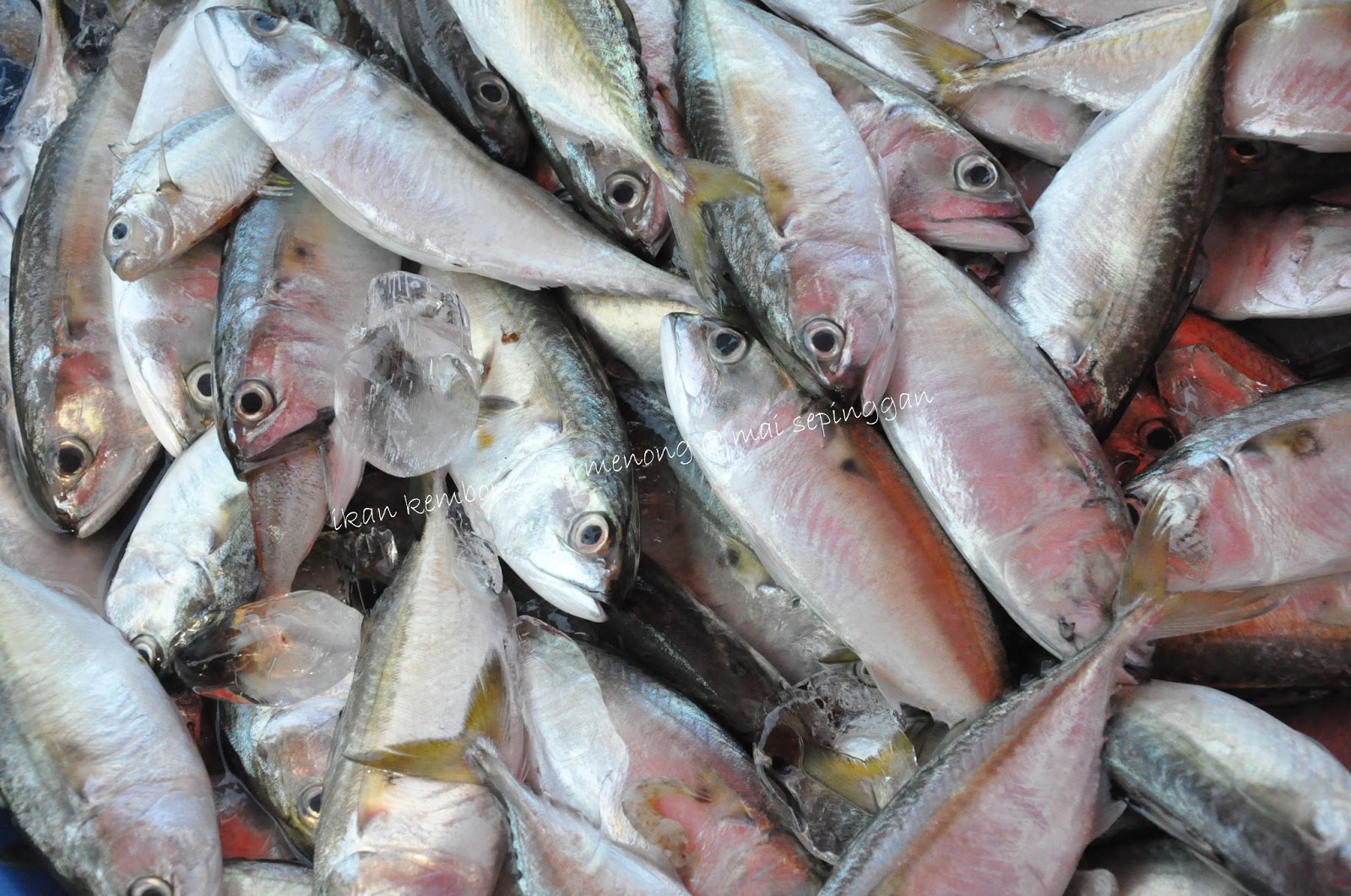 Mai Sepinggan: IKAN KEMBUNG REBUS