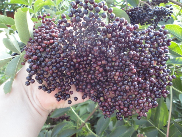 Temperate Climate Permaculture: Permaculture Plants: Aronia or Chokeberry