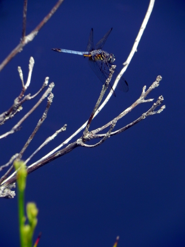 New Hampshire Dragonflies