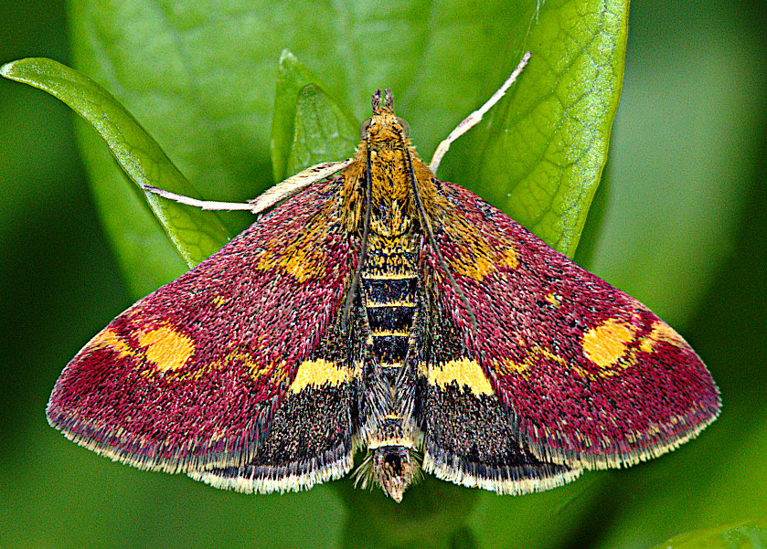 Nature photography with magnification: Mint Moth