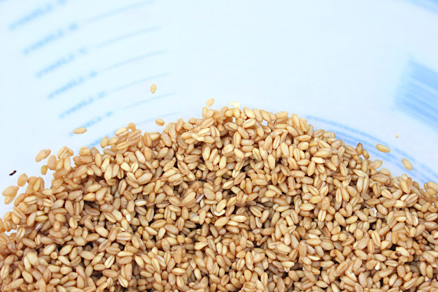 To Sing With Goats: Fodder Tutorial! AKA: How To Sprout Grain for ...