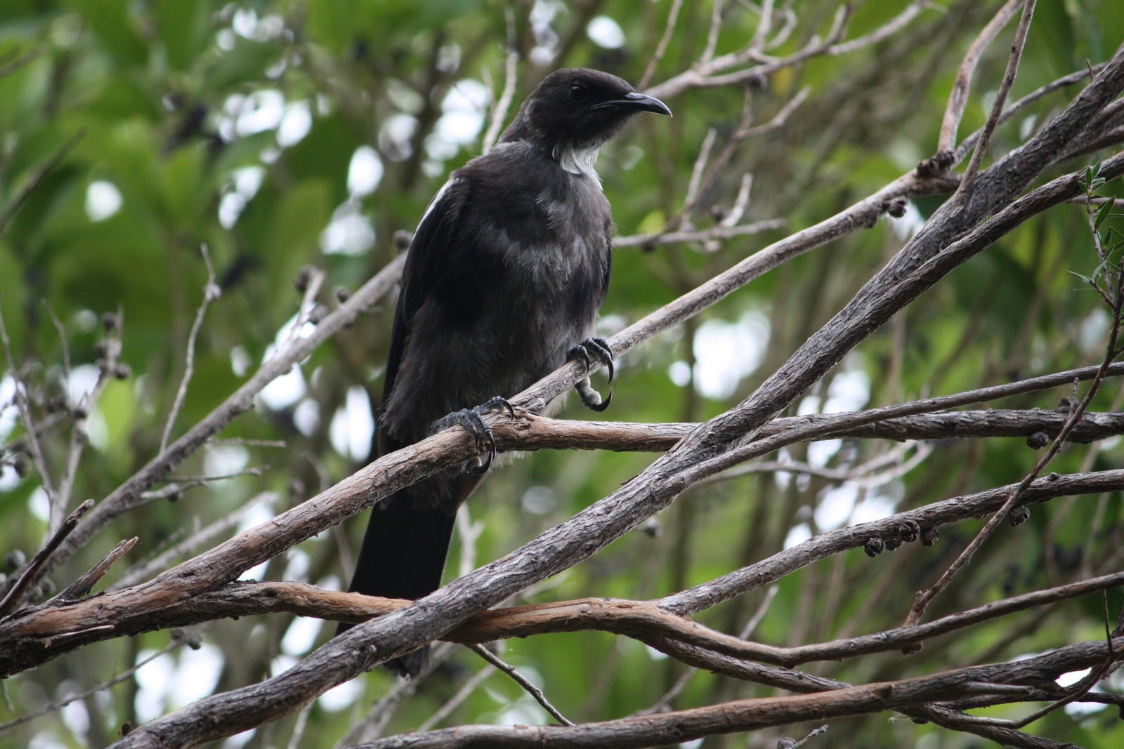 Emily Grace: Tiritiri Matangi Island