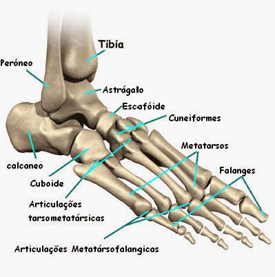 Nutrição - ANATOMIA