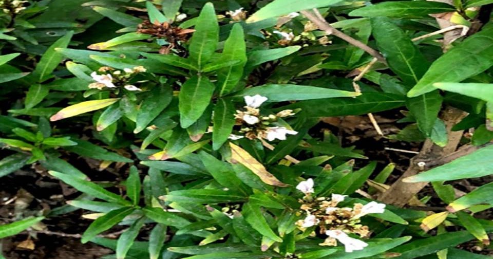 Medicinal and Aromatic Plants: JUSTICIA GENDARUSSA