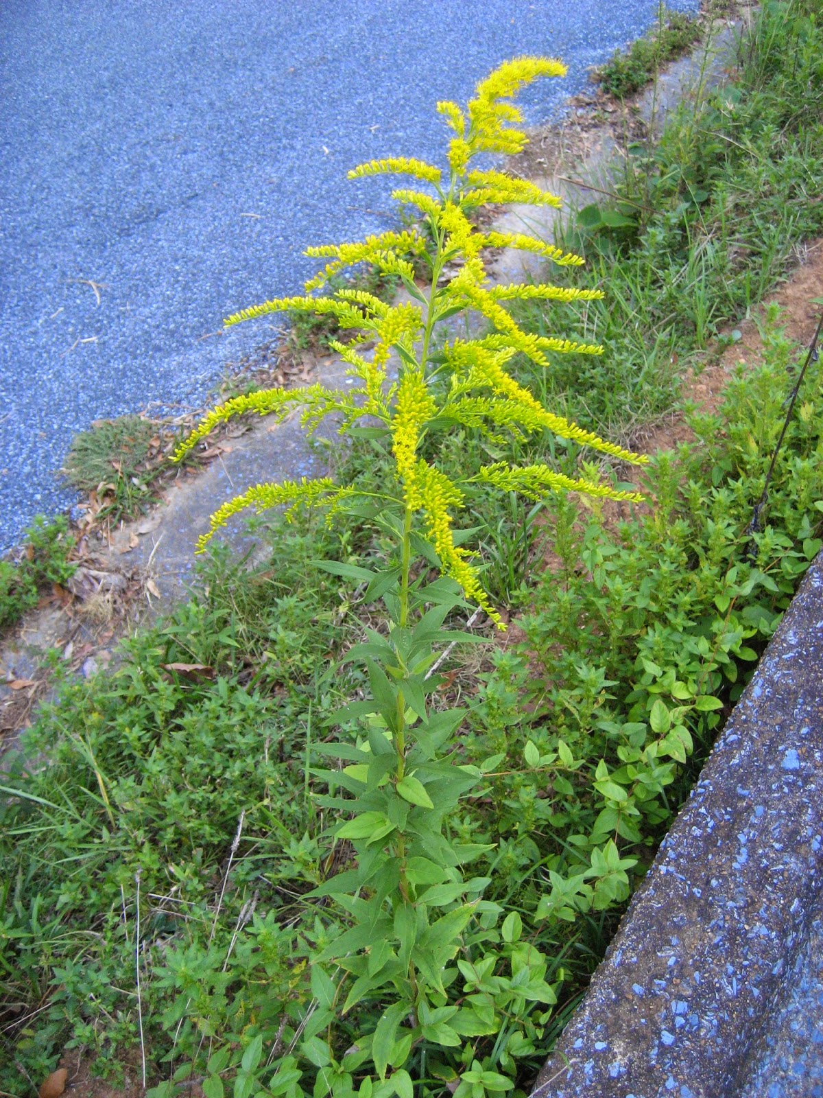 Discovering His Creation: Canada Goldenrod (Solidago canadensis), Tall ...