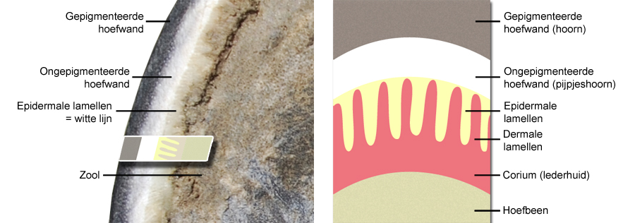 Paardenhoeveninfo: De witte lijn