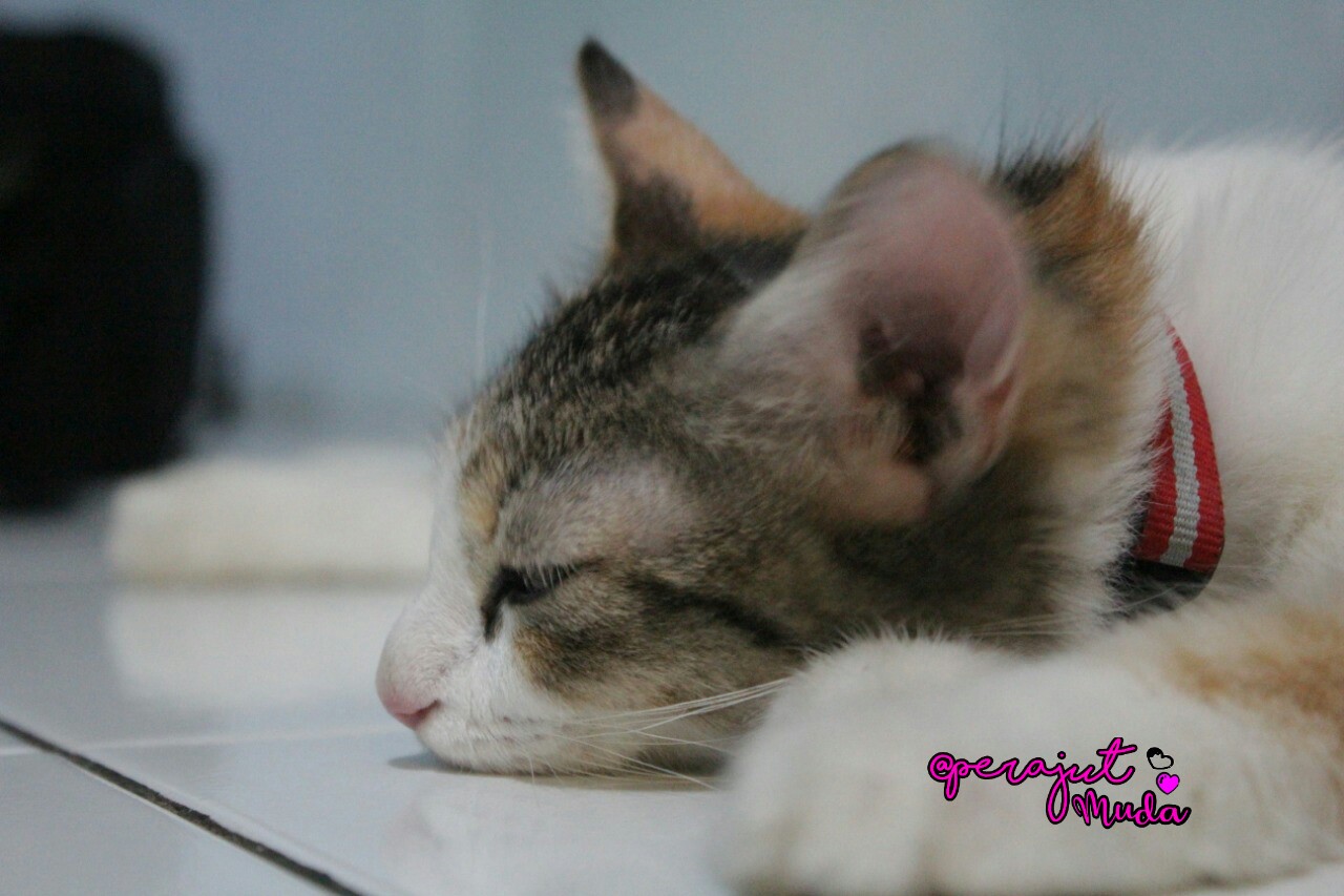 Blog Perajutmuda: Seekor Kucing Mix Dome Bernama: Bocil