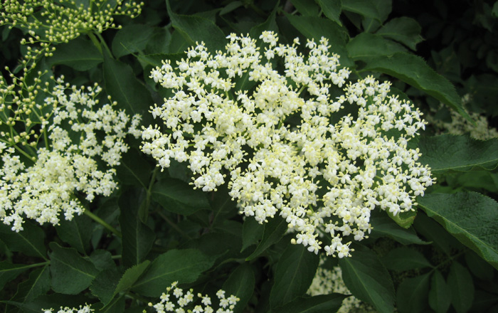 Bedýnky-Liberec: Bez černý (Sambucus nigra)