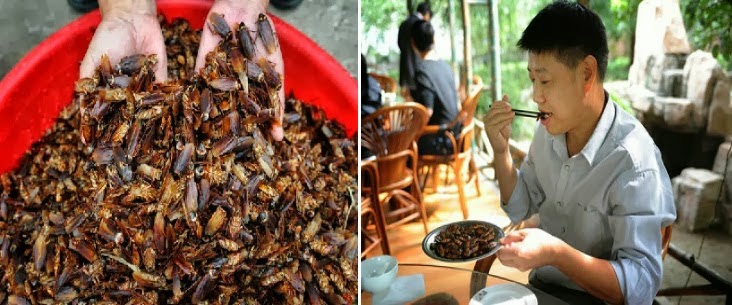 Talktokemi (TtK) : Cockroaches Farming: Used For Treating Baldness ...