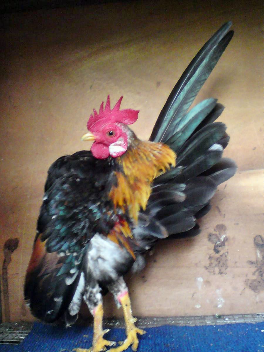 February 2011 | Serama Negeri™