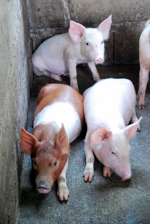 Animal Destination: Baboy