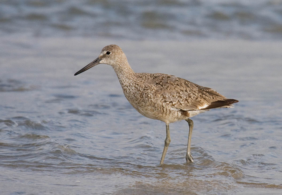 Willets and Godwits on the beach - Greg in San Diego