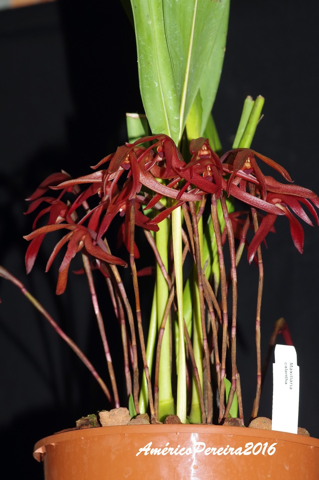 Orquídeas soltas: Maxillaria calantha