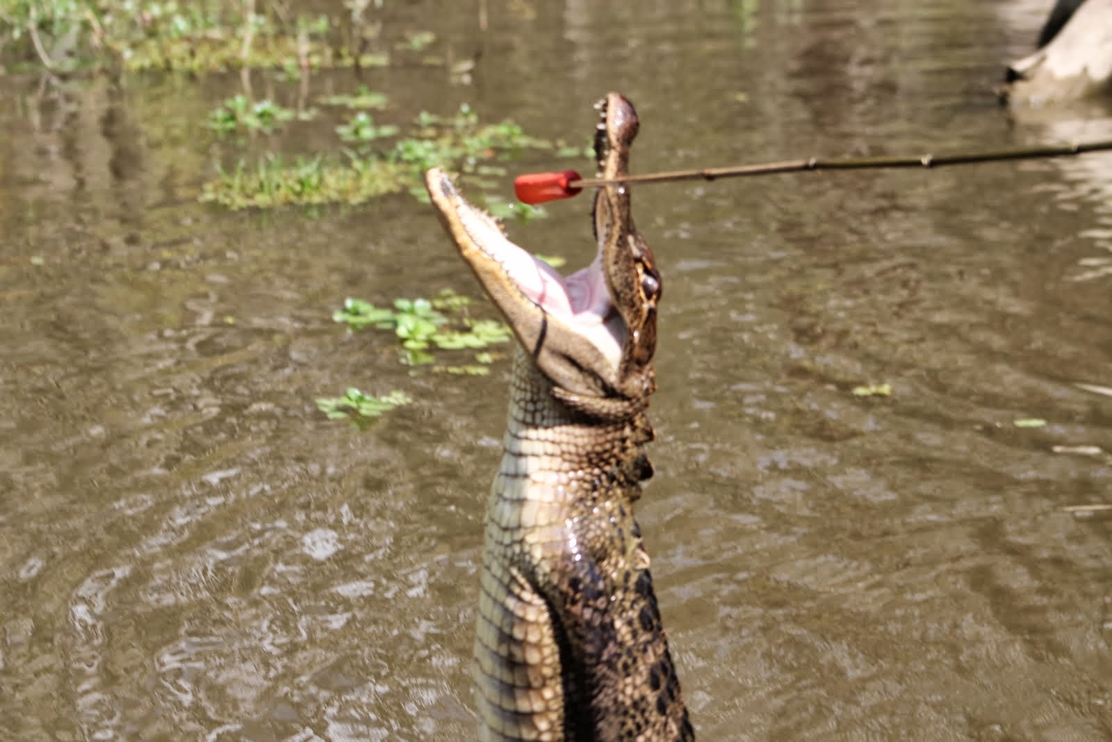 Here and There: LIFE ON THE BAYOU