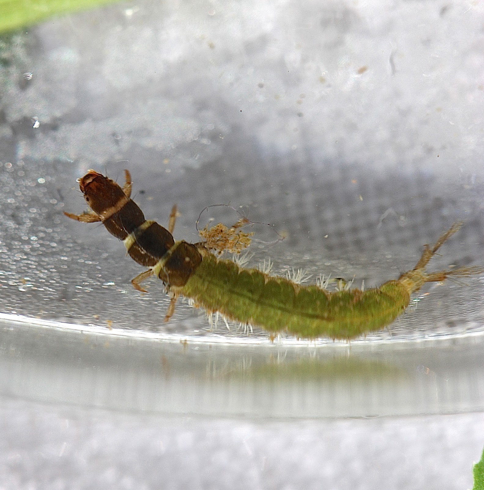 Aquatic Insects of Central Virginia: Back to Virginia: Back to Small ...