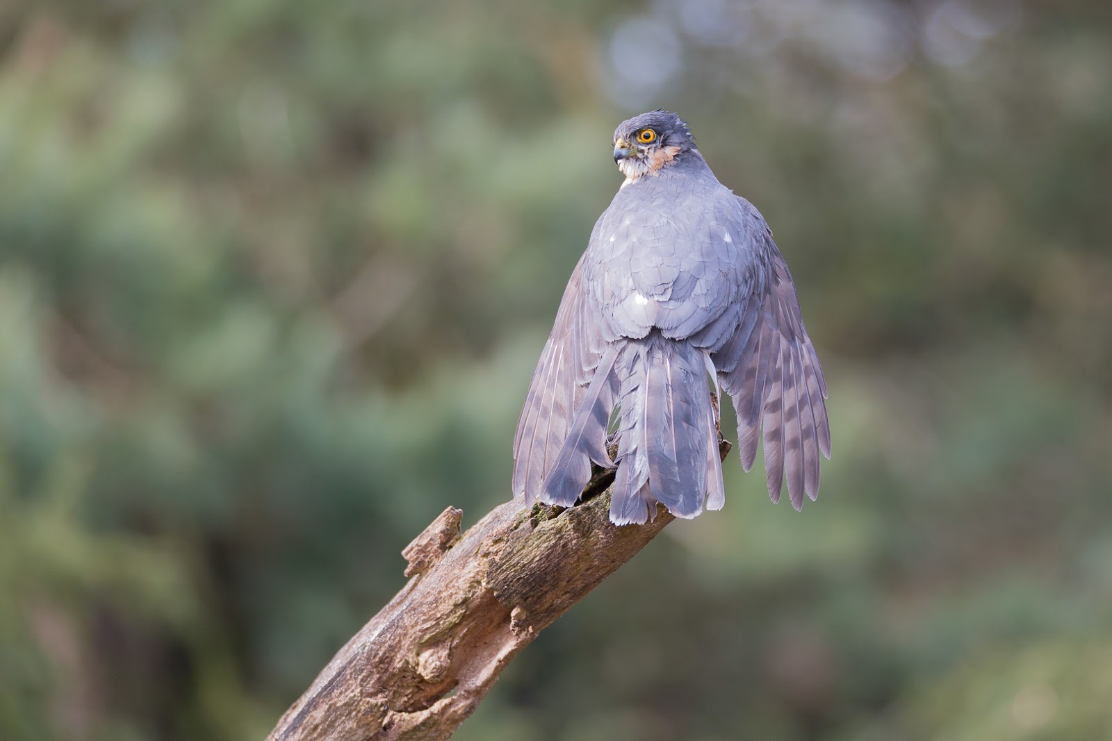 Sperwer in de spotlight