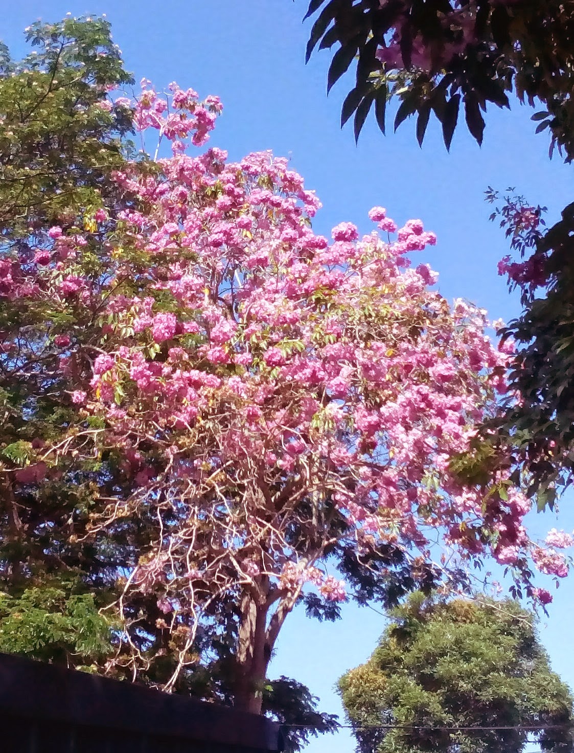 DEBUNGA TERATAI SYURGAWI: Musim Bunga di Kedah