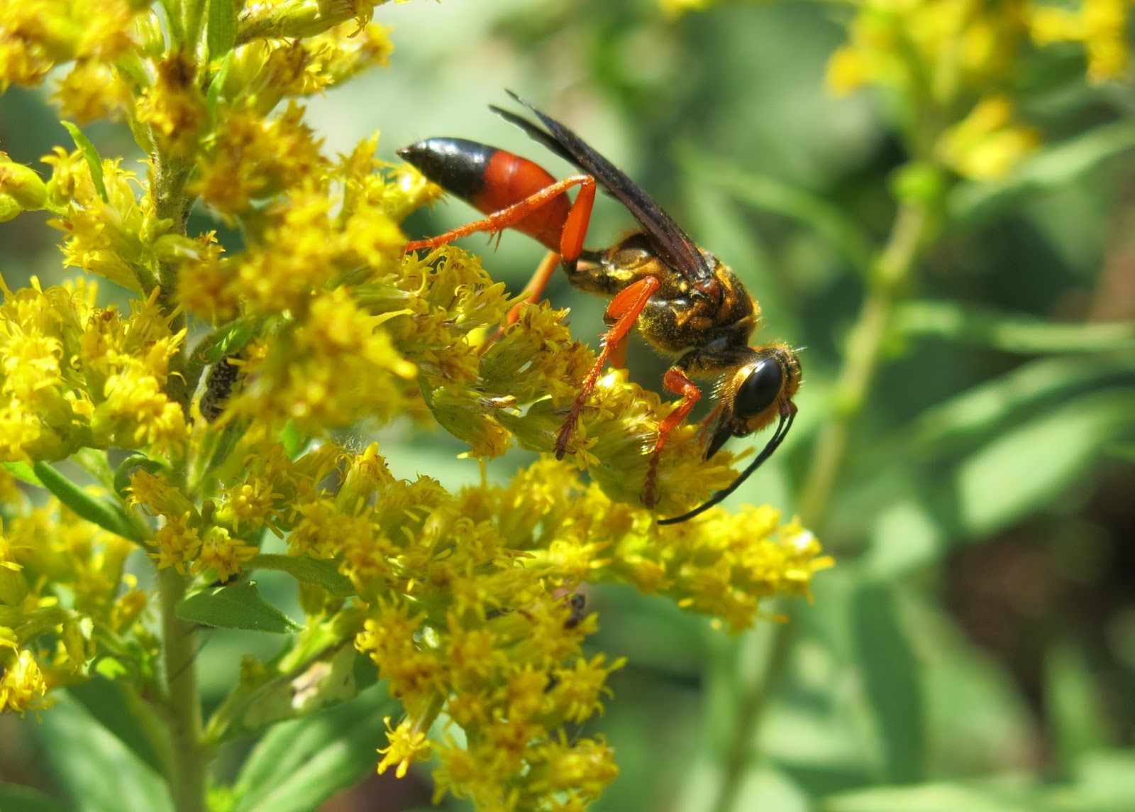 ifthethunderdontgetya™³²®©: Great Golden Digger Wasp