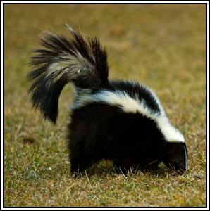 IMÁGENES Y FOTOS DE ANIMALES: Mofeta