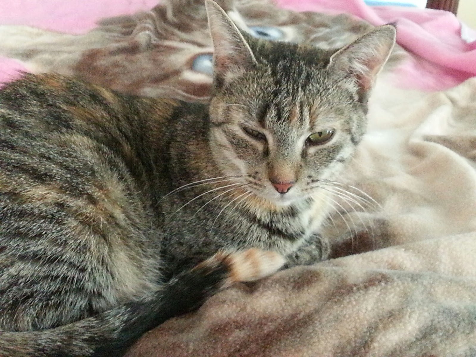 Cats, Roses...and Books!: Christmas Legend--Why Tabby #Cats Have An "M ...