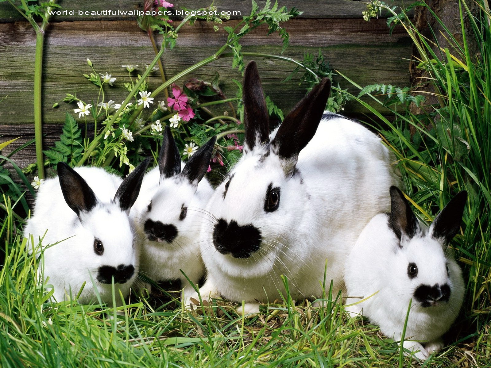 rabbits picture | Zone Wallpaper Backgrounds