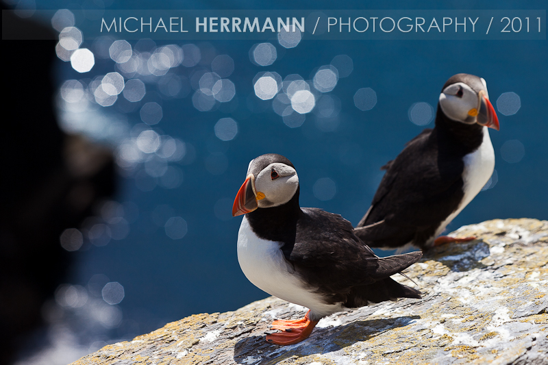 Landscape Photography in Kerry, Ireland: Skellig Birds, part five.