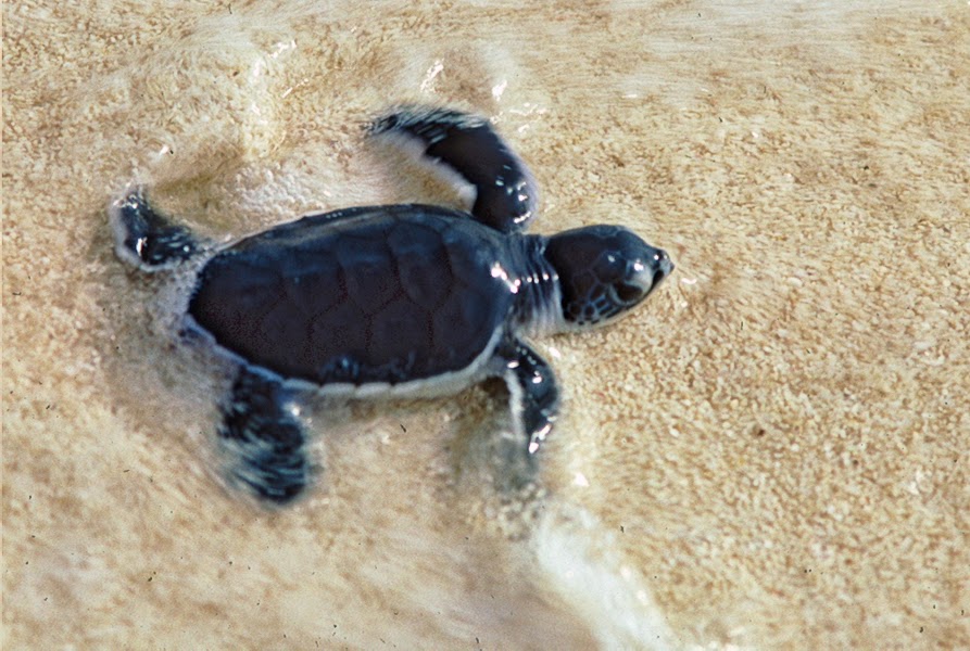 Birds of Saudi Arabia: Green Turtle at Jurayd Island – Record by Cliff ...
