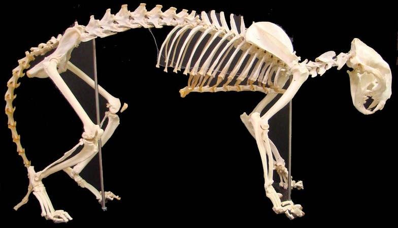 Evolution Science Clarity: What Does Paleontology show as far as ...