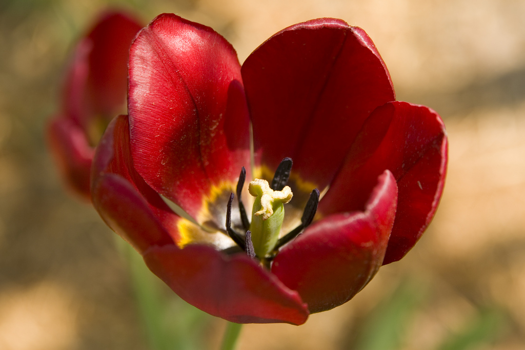 poze...pictures...: Lalele, lalele...fumoasele mele lalele.....