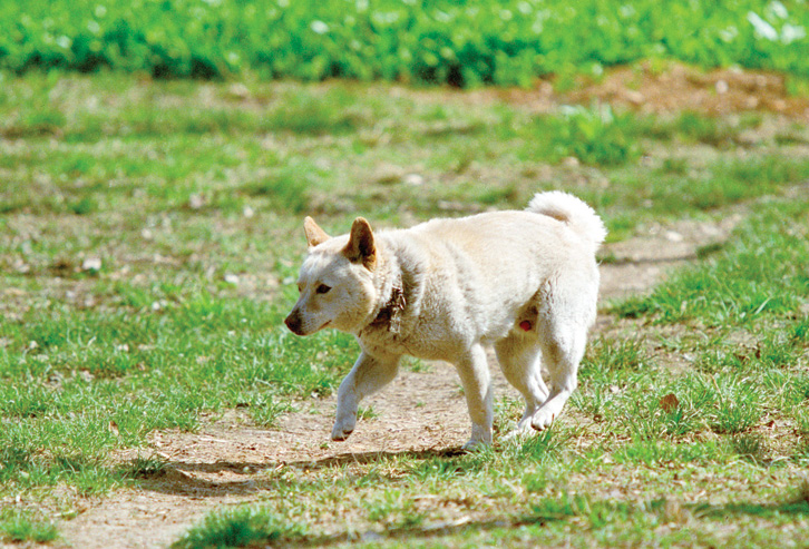 razas de perros: POONGSAN