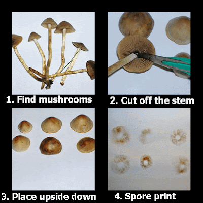 Magic Mushroom Hunters: Making a spore print